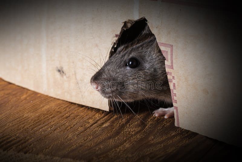 Rat Gris Jetant Un Coup D'oeil Photo stock - Image du gris, domestique ...