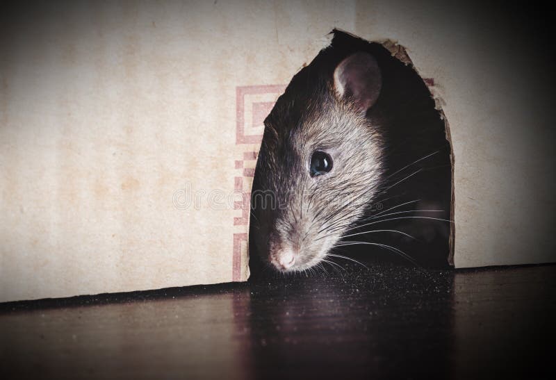 Trou De Rat Photos Stock - Téléchargez 314 Photos libres de droits