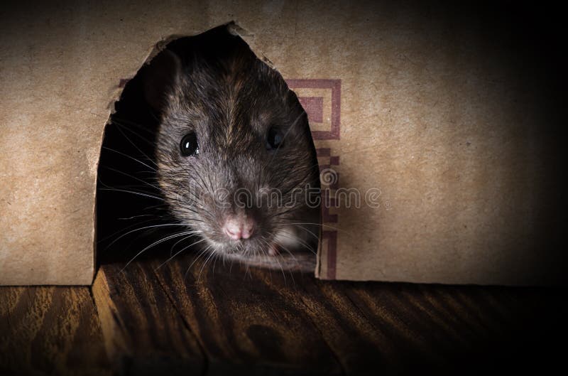 Rat Gris Jetant Un Coup D'oeil Image stock - Image du animal, oreille ...