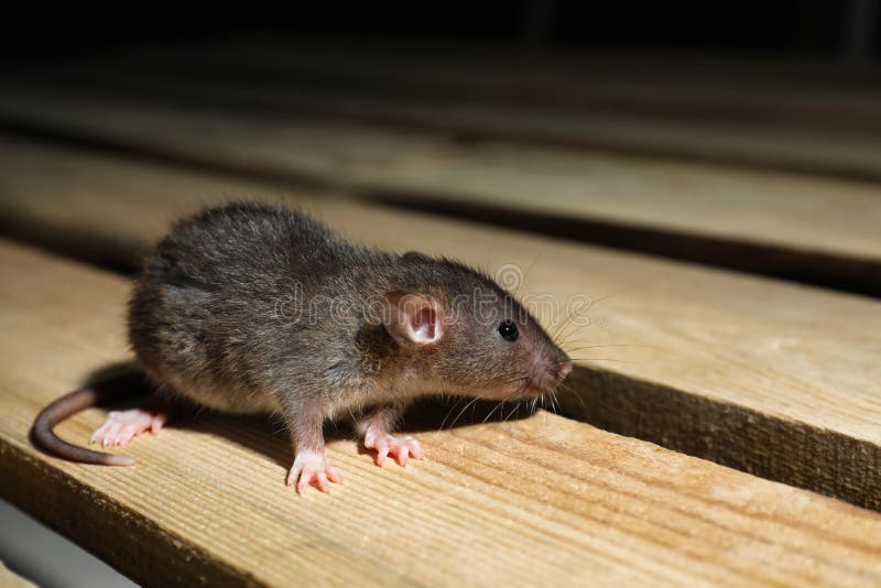Rat Gris Sur Planches. Lutte Antiparasitaire Image stock - Image du ...