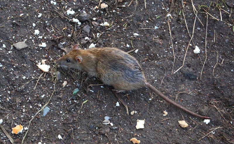 Rat on the Ground among the Scattered Debris Stock Photo - Image of ...