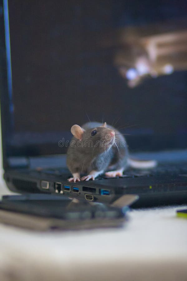 Rat hacker on a computer stock image. Image of 2020 - 181875825
