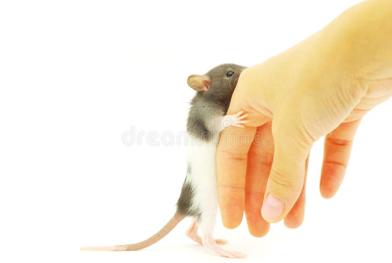 3,271 Rat Hand Photos - Free & Royalty-Free Stock Photos from Dreamstime