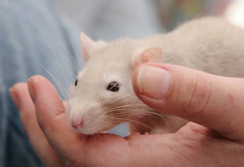 Rat in the hand stock photo. Image of eyes, hold, hand - 17367234