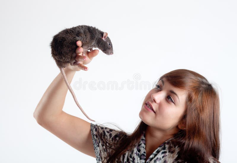 Rat on a hand stock photo. Image of rodent, white, beauty - 22442980