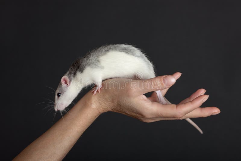 Domestic Rat Hand Against Black Background Stock Photos - Free ...