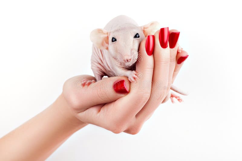 Rat on a hand. stock image. Image of dermis, mouse, albino - 38491975