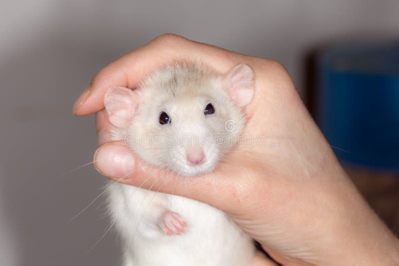 Rat in hand closeup stock photo. Image of hand, pets - 176619360