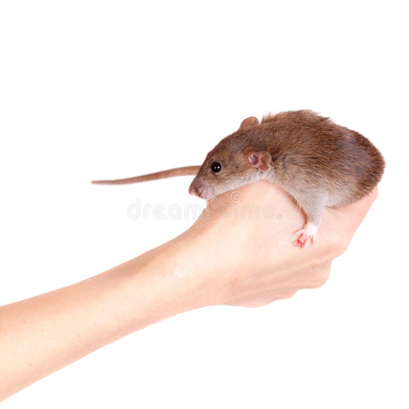 Rat in a hand stock photo. Image of human, friendship - 24995772