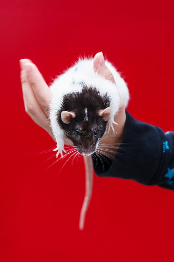 3,271 Rat Hand Photos - Free & Royalty-Free Stock Photos from Dreamstime