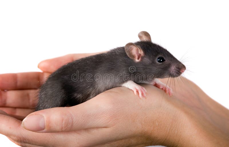 Pet Rat Eating stock image. Image of corn, closeup, mixture - 11726171