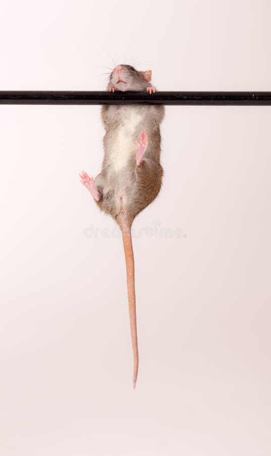 520 Hanging Rat Stock Photos - Free & Royalty-Free Stock Photos from ...