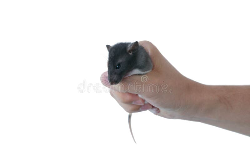 Rat Held in His Hand on a White Background Stock Photo - Image of ...