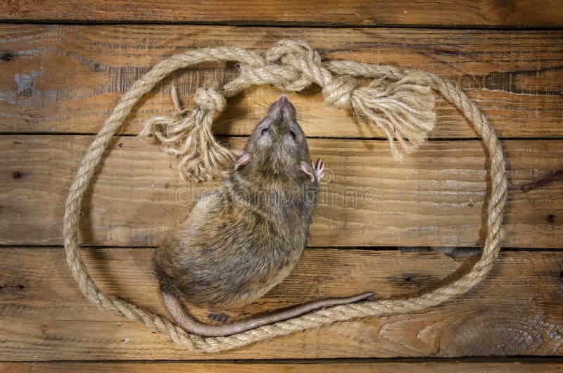 Rat and rope. stock photo. Image of cute, funny, domestic - 119358708