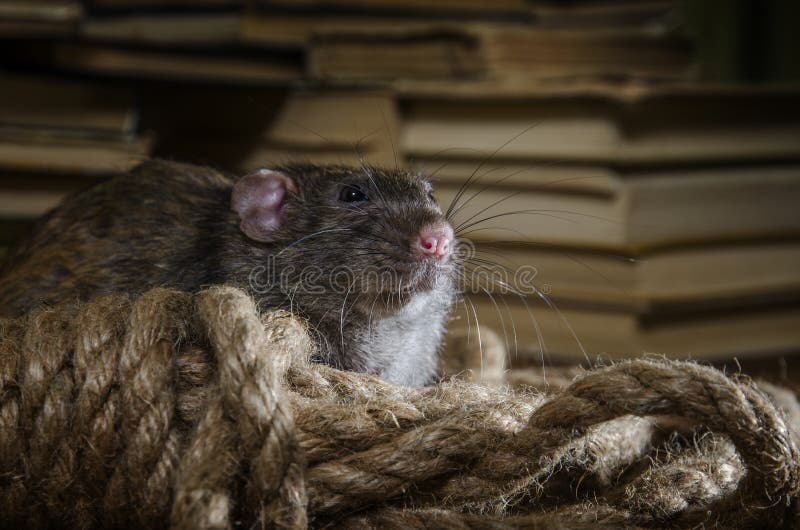Rat and rope. stock image. Image of rodent, mammal, animal - 119358695