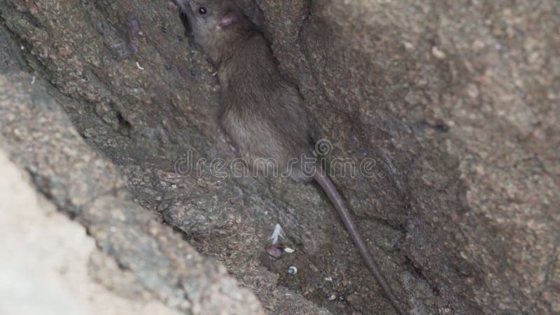 A Rat Hiding in a Rock at the Paracas National Reserve Stock Footage ...
