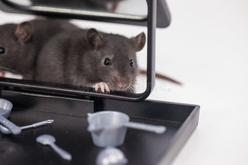 Rat Hiding with Small Puppet Stock Image - Image of epidemic, scary ...