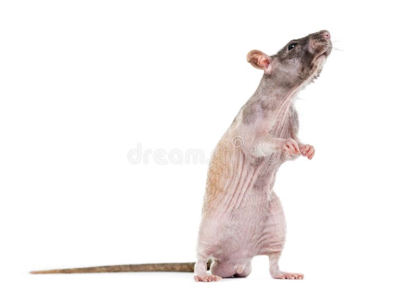 341 Rat Hind Legs Stock Photos - Free & Royalty-Free Stock Photos from ...