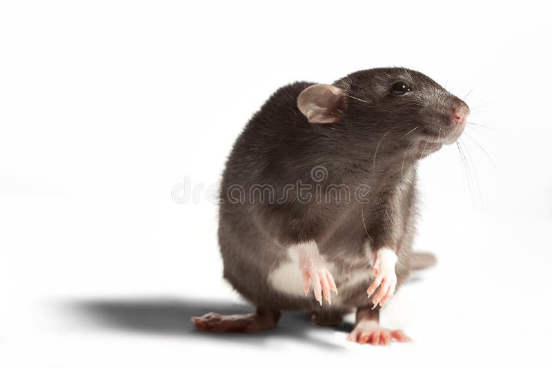 The rat in the house. stock image. Image of animal, portrait - 23638377