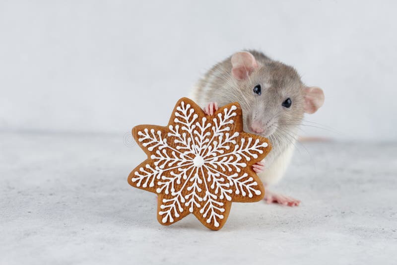 Rat Holding Gingerbread Star Cookie Stock Image - Image of concept ...
