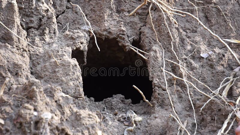 Rat Hole in the Ground with Natural Background Stock Footage - Video of ...