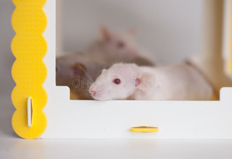 Rat in the House. Bright Mouse Hiding in a Big Stock Image - Image of ...