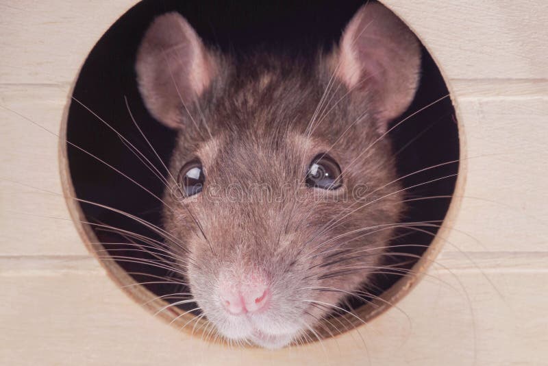 Muzzle of a Gray Rat. Rat in the House.the Mouse Looks in a Round Hole ...