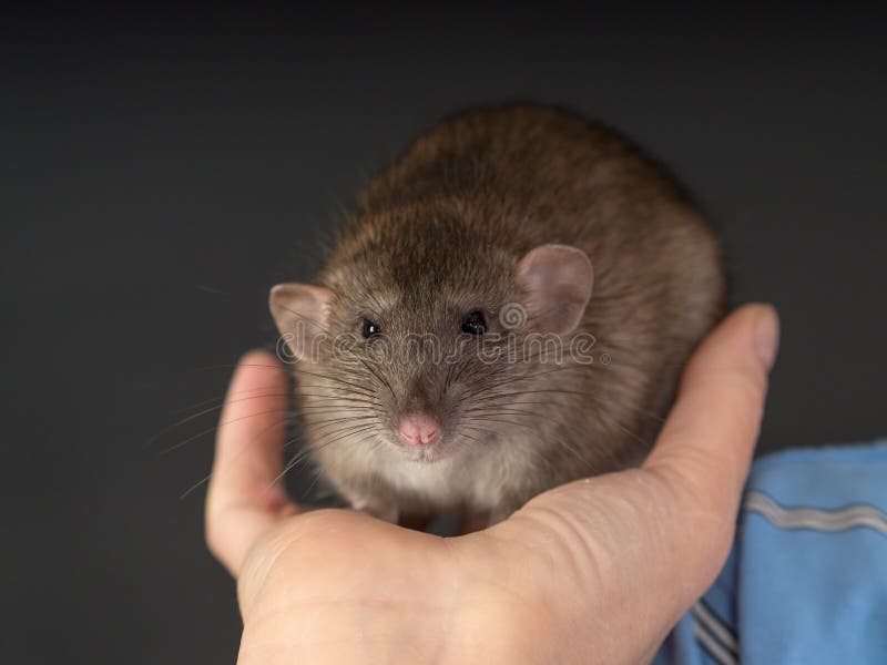 Rat in human hand stock photo. Image of hair, black, mammals - 35271704