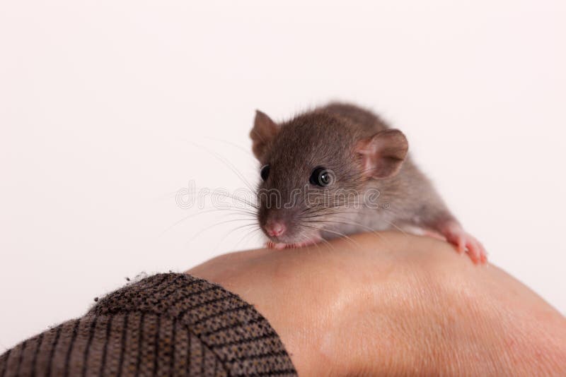 Rat on a human hand stock image. Image of studio, cute - 226386821
