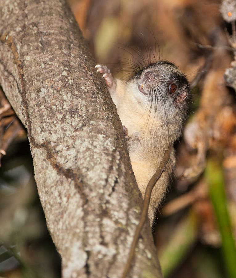 Rat Jaune-couronné photo stock. Image du nature, amazone - 26962896