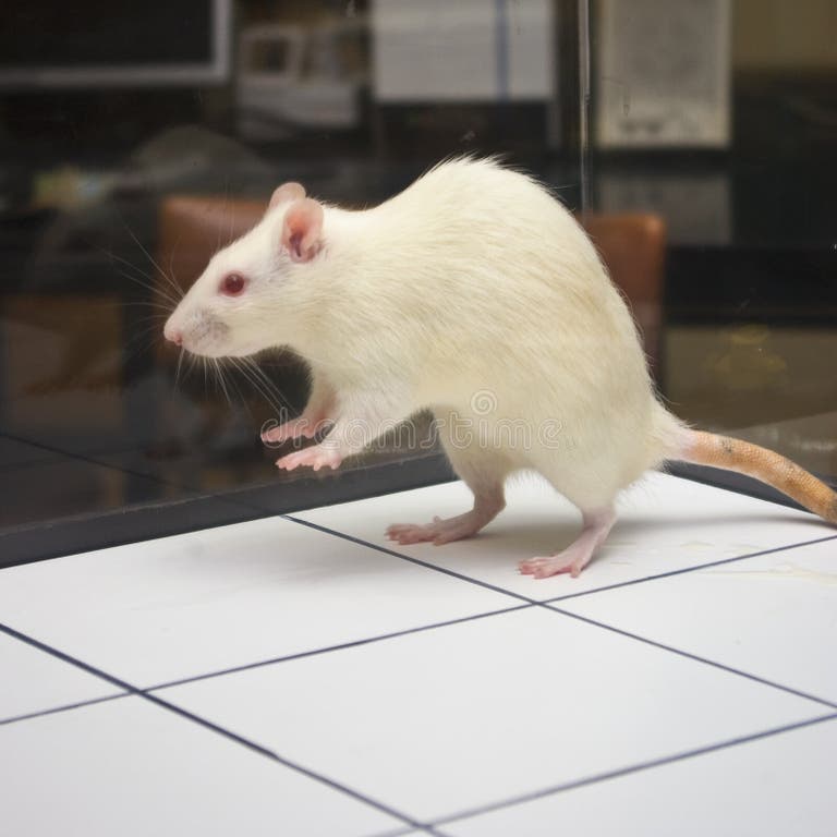 Rat Jumping on Board during Experiment Stock Photo - Image of rodent ...