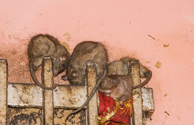 Feeding Rat in Karni Mata Temple Stock Image - Image of temple, tourism ...