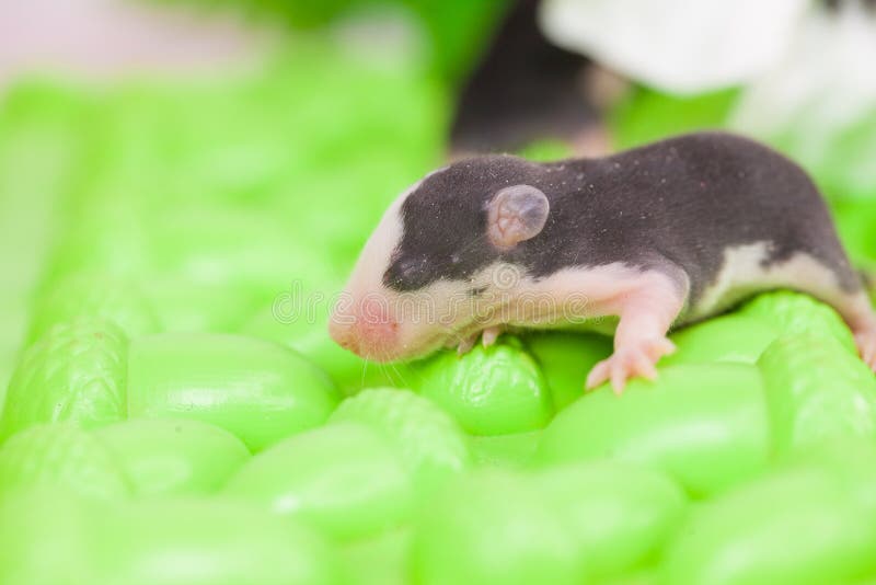 Rat Kid on the Green Lawn. Cute Stock Image - Image of selfrealization ...