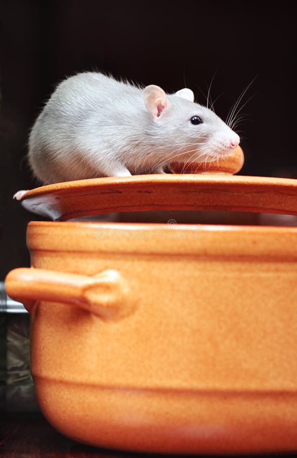 Rat In Kitchen Picture. Image: 6796178