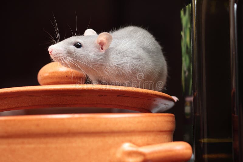 706 Kitchen Rat Photos - Free & Royalty-Free Stock Photos from Dreamstime