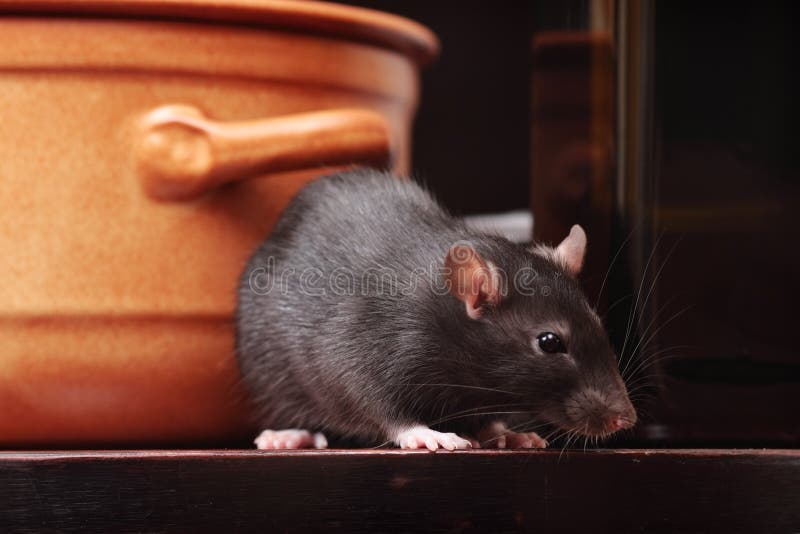 Rat in kitchen stock image. Image of domestic, ceramic - 7805667