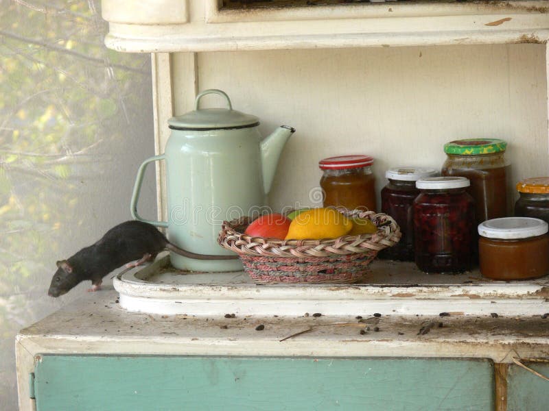 Rat in the kitchen stock image. Image of together, live - 104039901