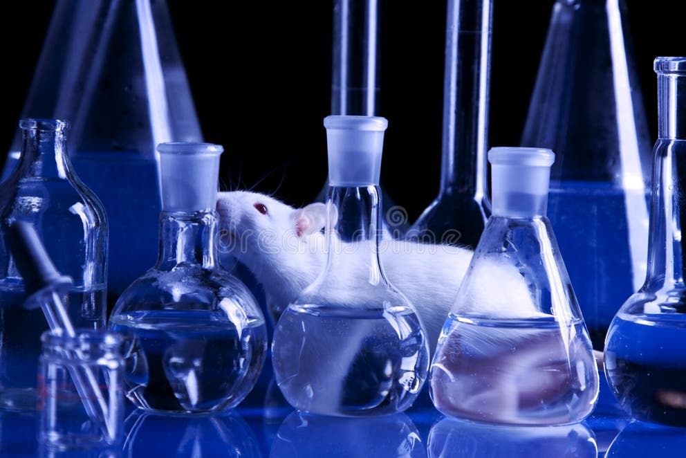 Rat in Lab. Animal Experiments Stock Photo - Image of medicine, science ...