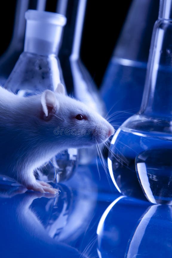 Rat in Lab. Animal Experiments Stock Photo - Image of pipette ...