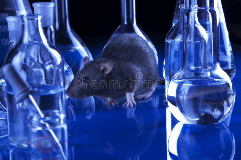 Rat in Lab. Animal Experiments Stock Image - Image of scientific ...