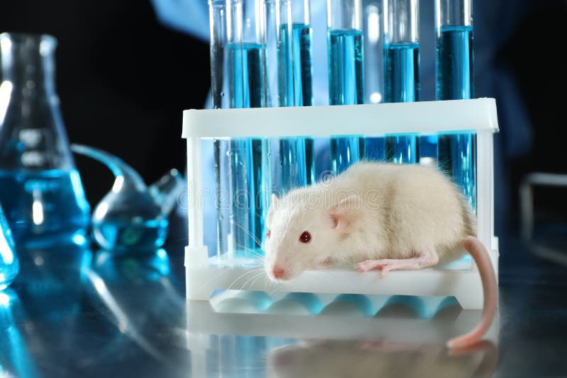 Rat and Laboratory Glassware on Table. Animal Testing Stock Photo ...
