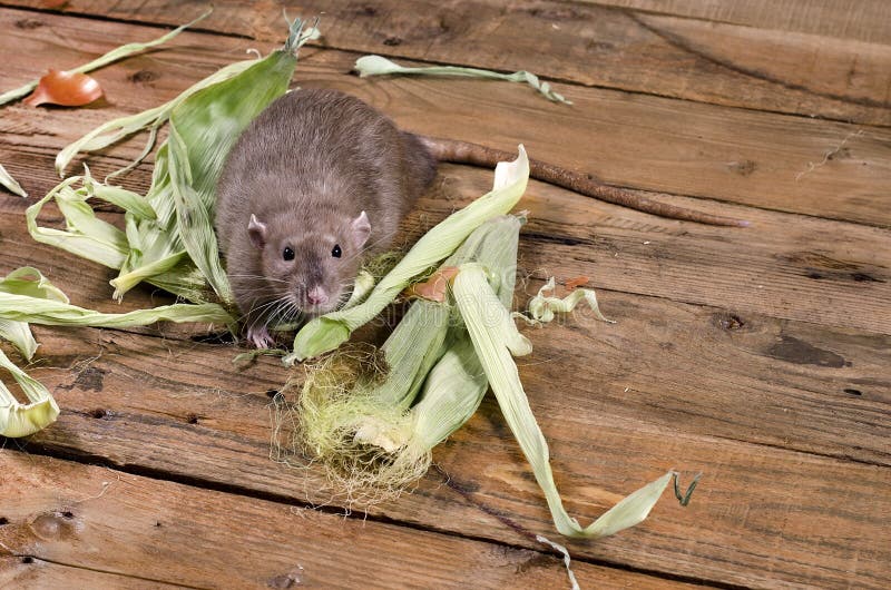 Rat and leaves of corn. stock photo. Image of wildlife - 60735238