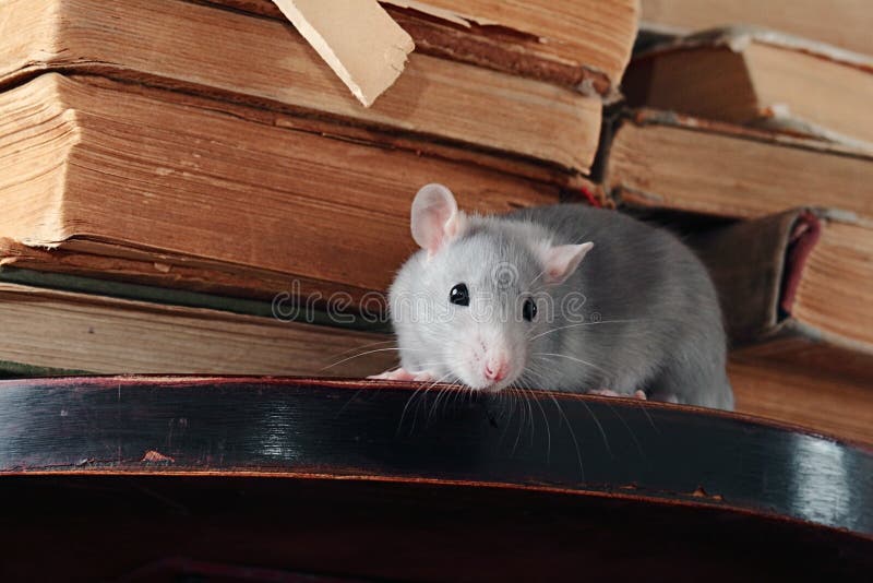 Rat in library stock photo. Image of pile, pest, pets - 6357444
