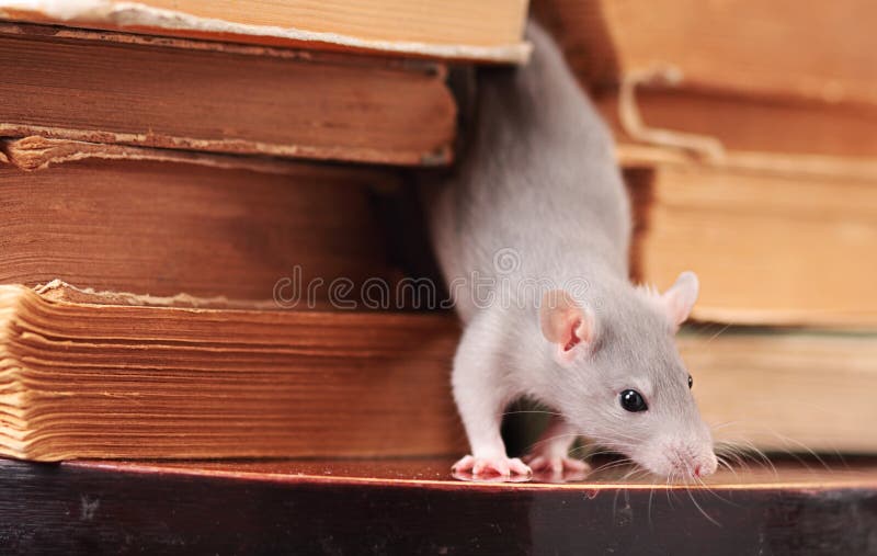 Rat in library stock photo. Image of pile, dirty, pest - 6479754