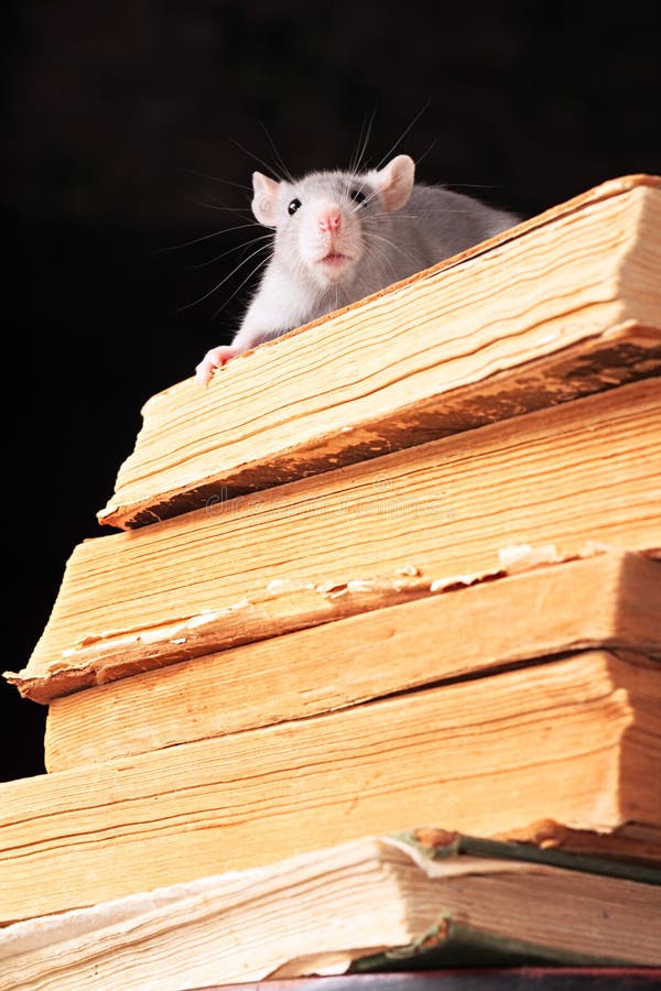 Rat in library stock photo. Image of pile, dirty, pest - 6479754