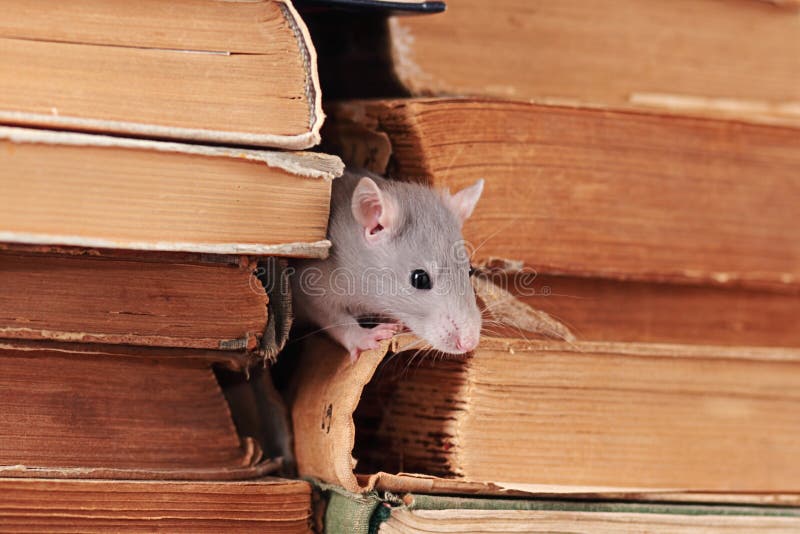 Rat in library stock photo. Image of pile, dirty, pest - 6479754