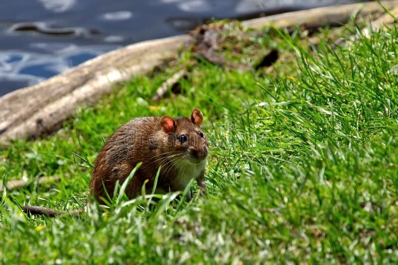 The rat lives on the pond stock image. Image of animal - 55765205