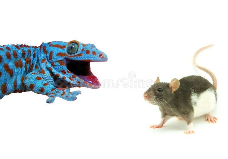 Rat and lizard stock photo. Image of lizard, reptilian - 12201206