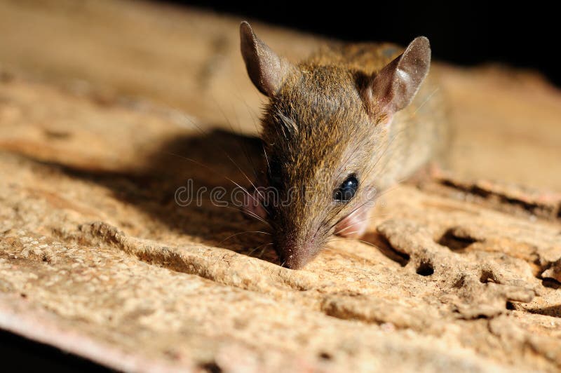 322 Rat Fur Texture Stock Photos - Free & Royalty-Free Stock Photos ...