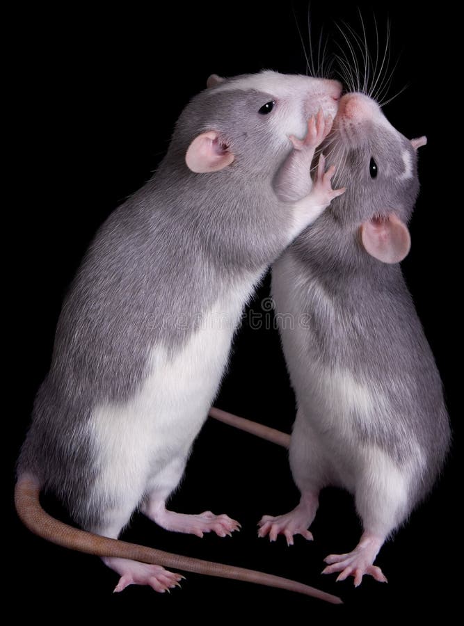 2,542 Rat Love Stock Photos - Free & Royalty-Free Stock Photos from ...